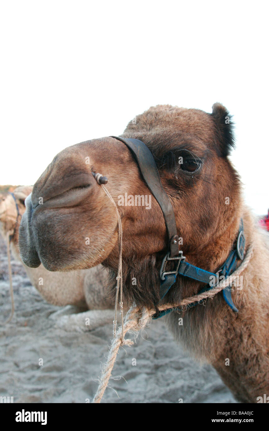 Camels on the beach at the coastal town of Victor Harbor in South ...