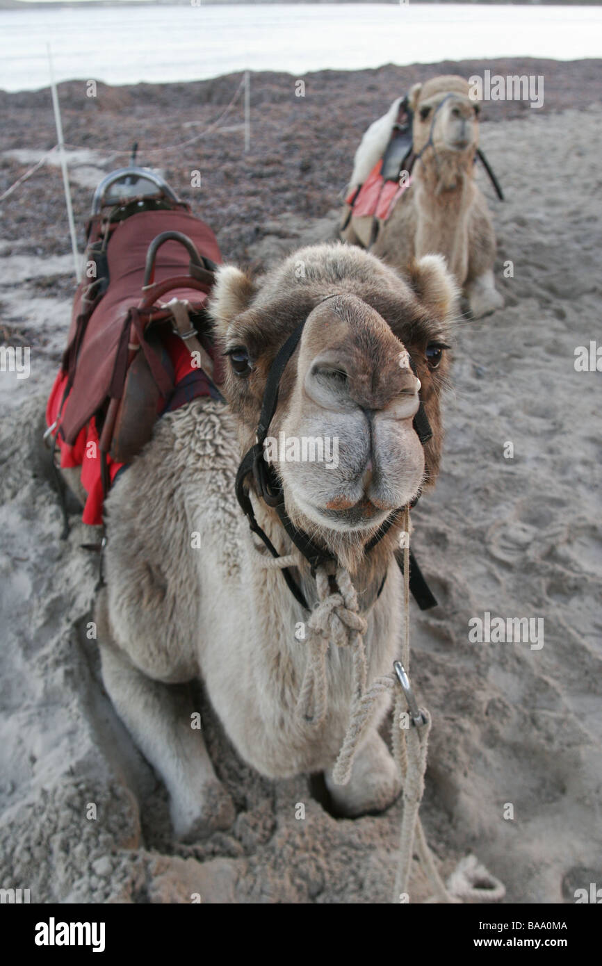 Camels on the beach at the coastal town of Victor Harbor in South ...