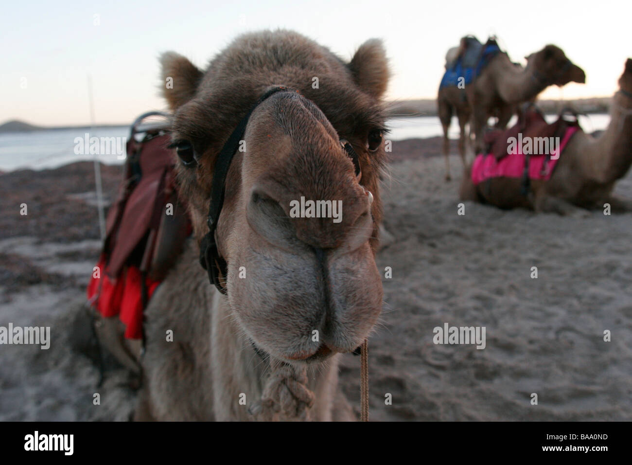 Camels on the beach at the coastal town of Victor Harbor in South ...