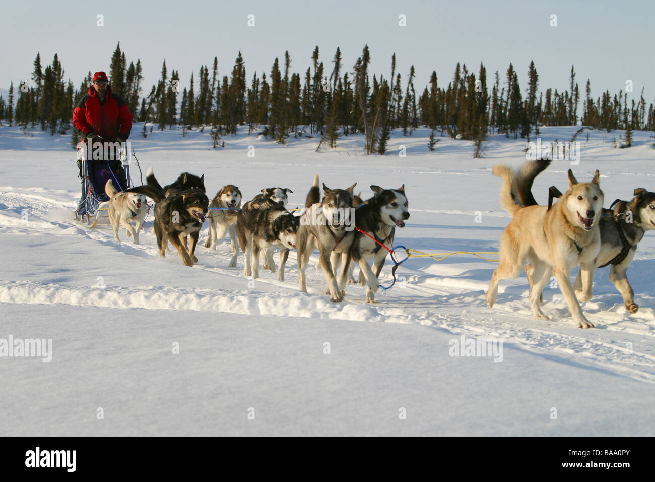 A man dog sleds near the Arctic community of Old Crow, Yukon Territory ...