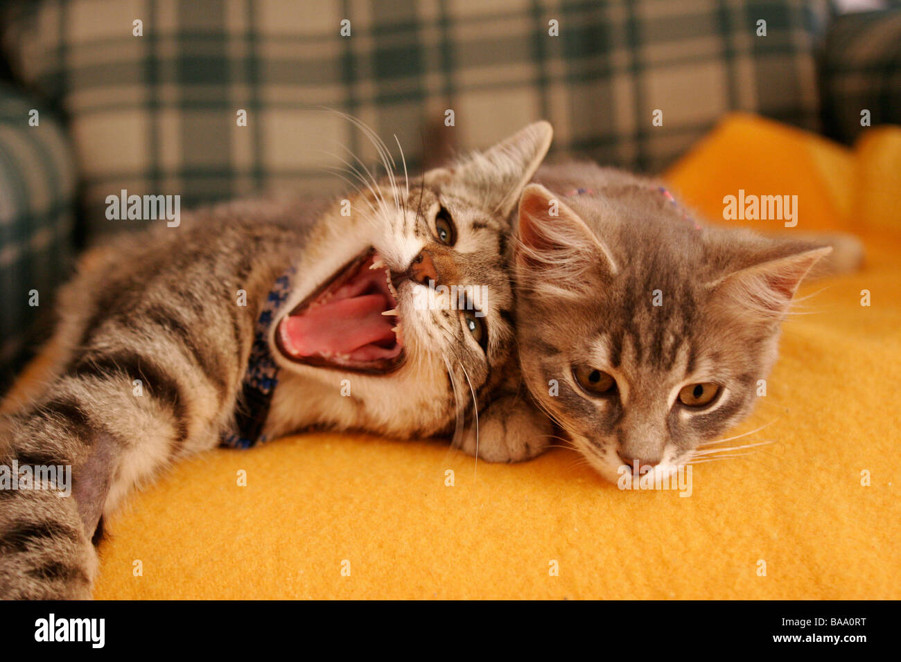 Two domestic cats on a couch with one yawning Stock Photo - Alamy