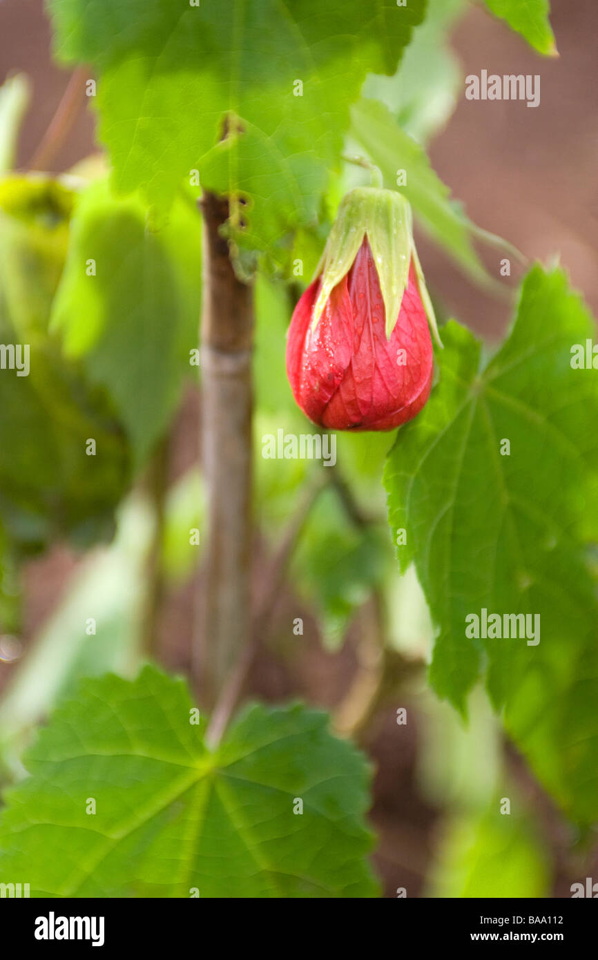 A Chinese Lantern plant with a red flower hangs between green leaves ...