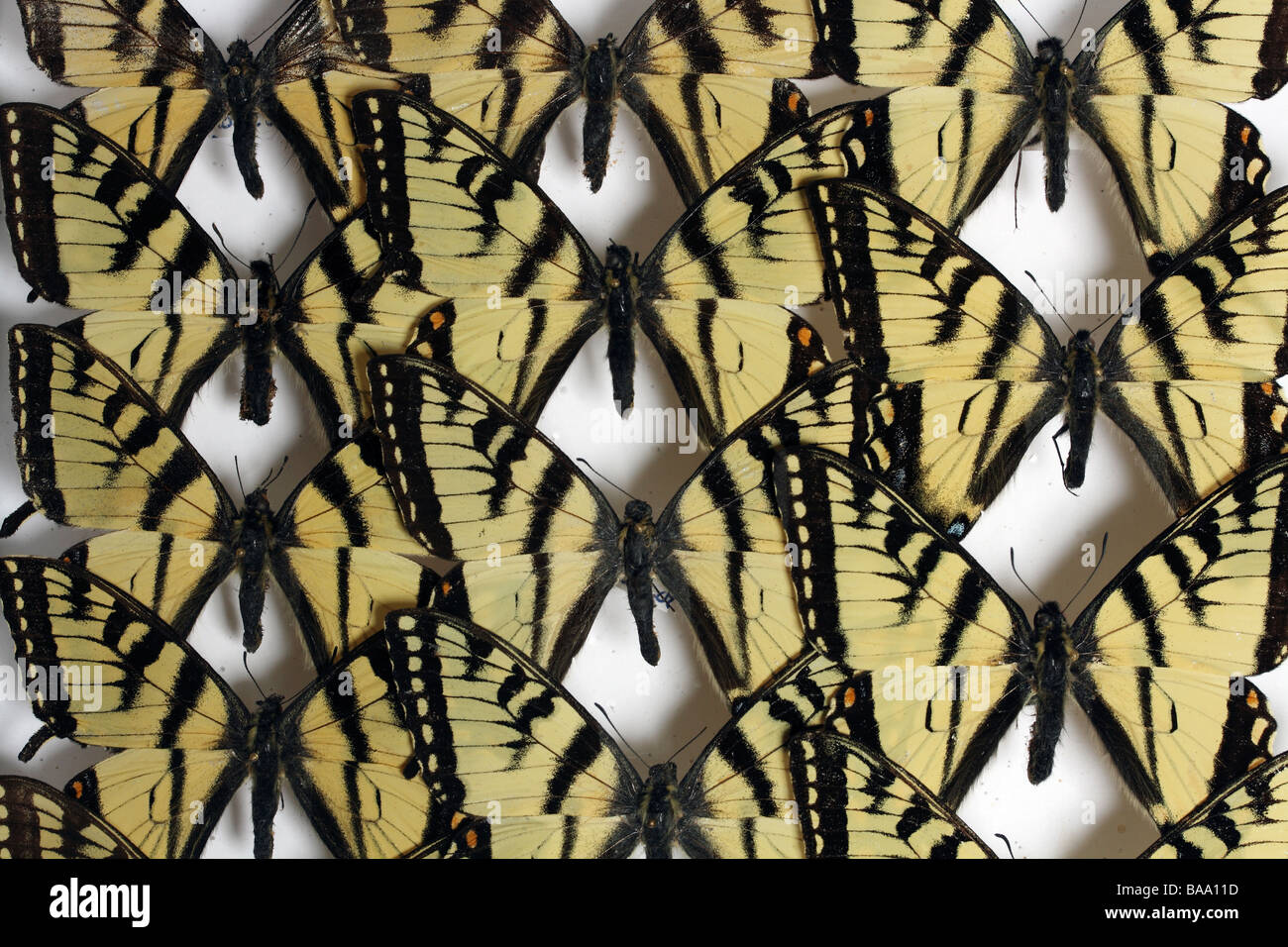 Butterflies in a row close-up Stock Photo - Alamy