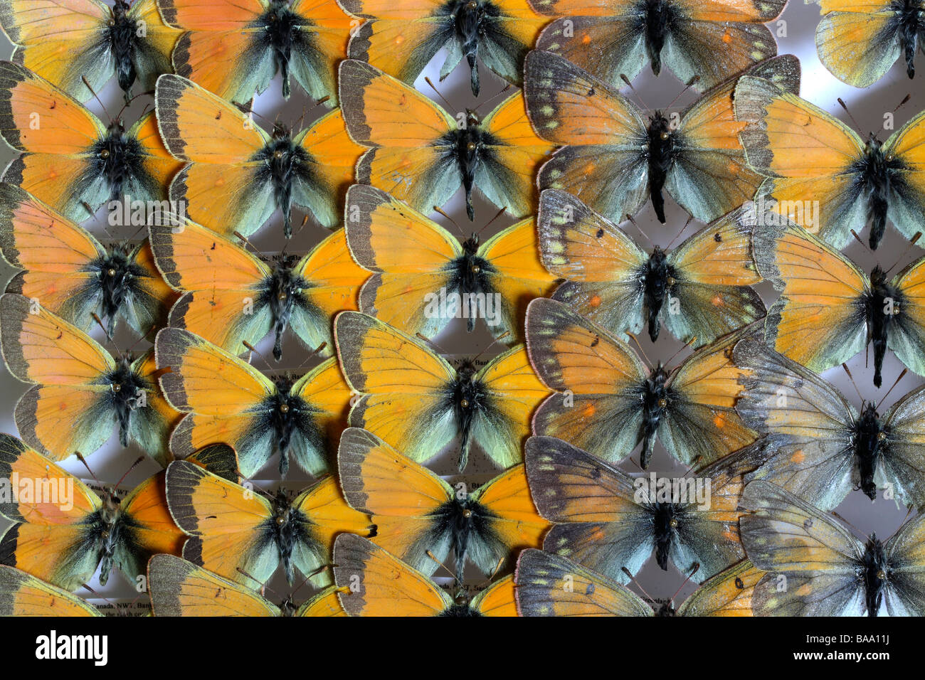 Butterflies in a row close-up Stock Photo - Alamy