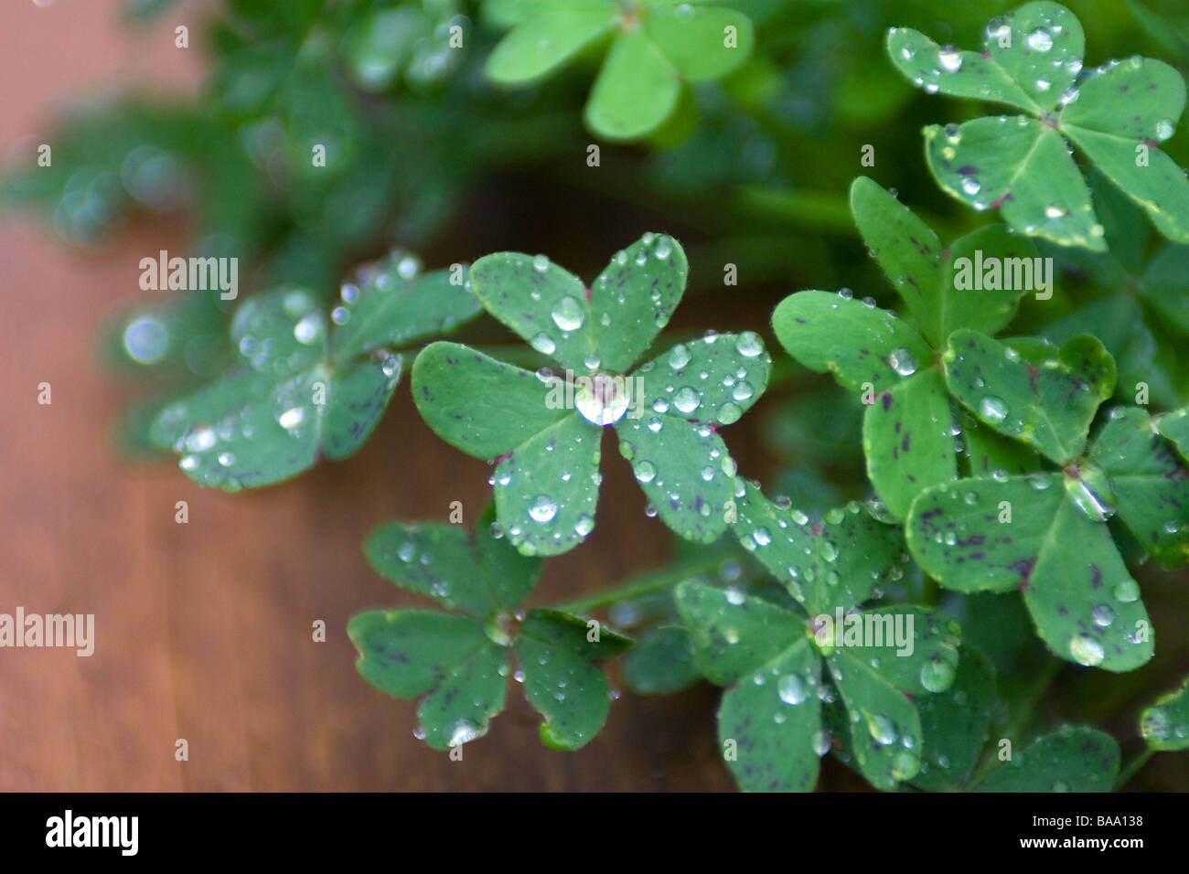 A clover plant with raindrops Stock Photo - Alamy