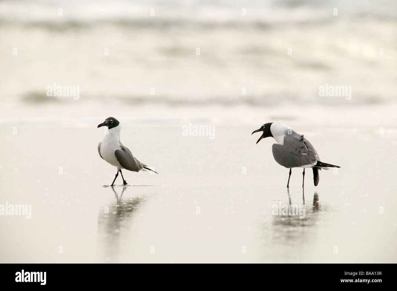 Two gulls mating dance USA Stock Photo - Alamy