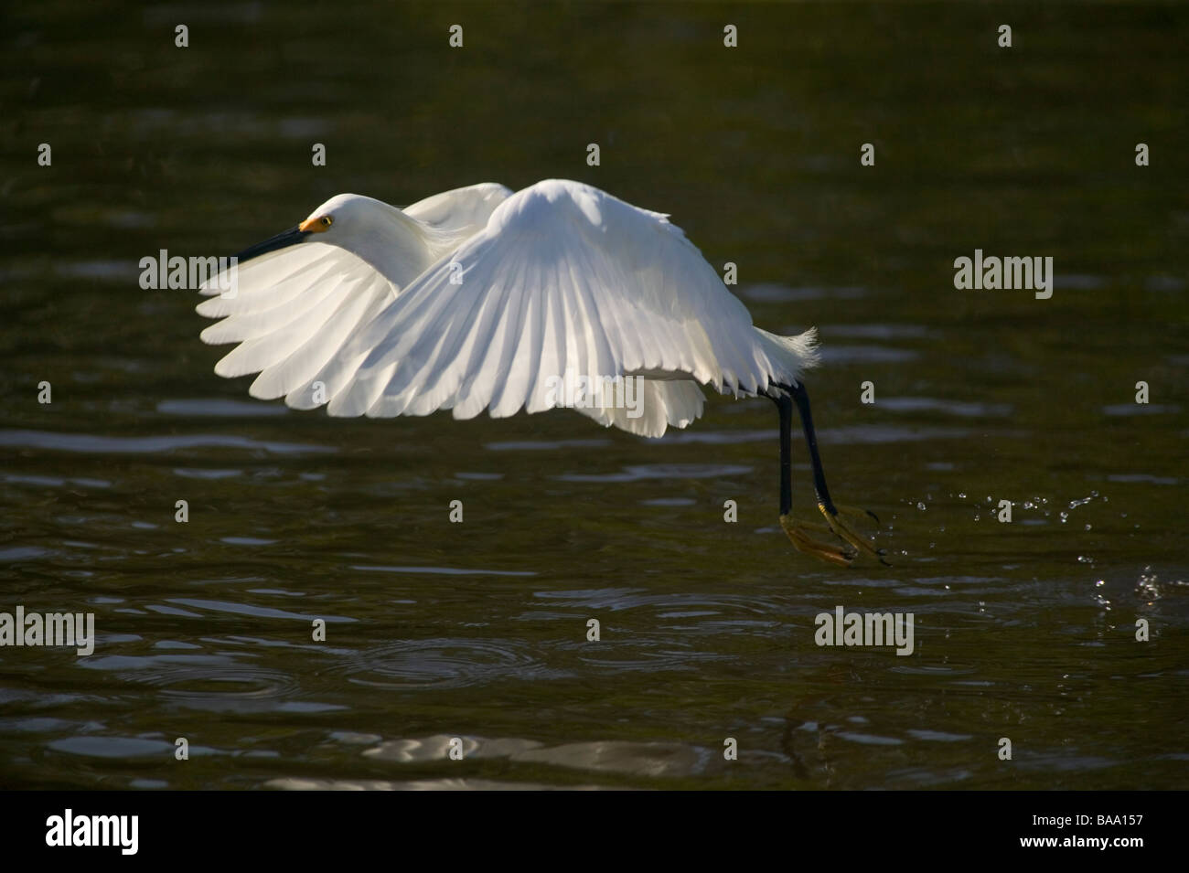Fly over water in watercourse hi-res stock photography and images - Alamy