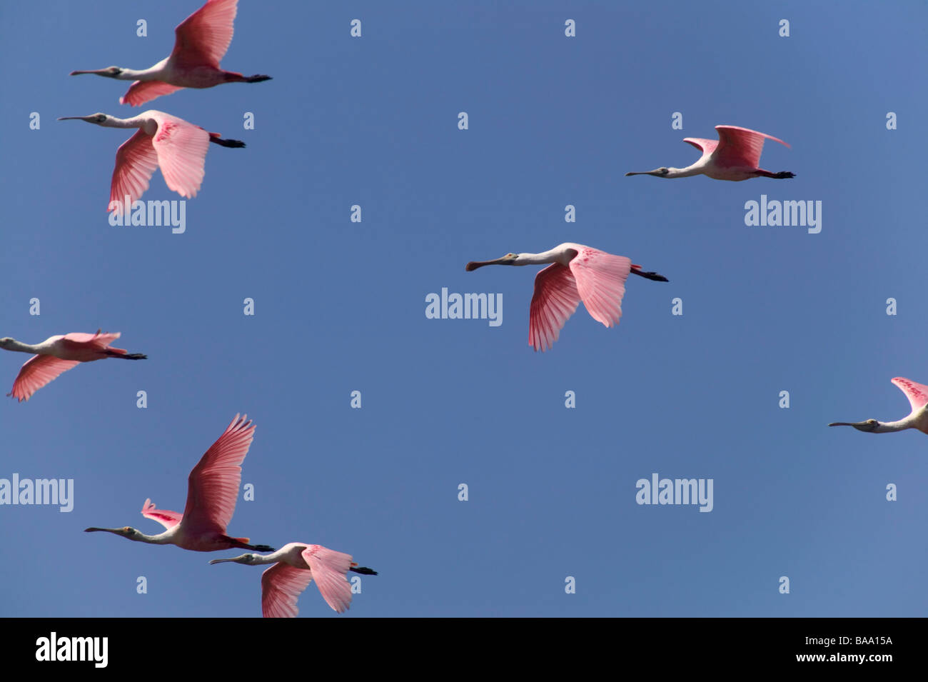 Flock birds storks flying hi-res stock photography and images - Alamy
