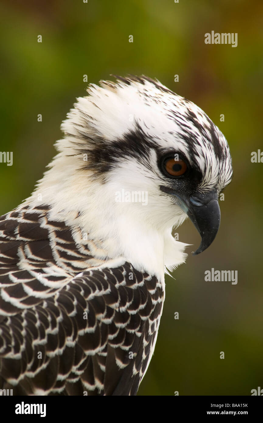 A young fish hawk close-up Stock Photo - Alamy