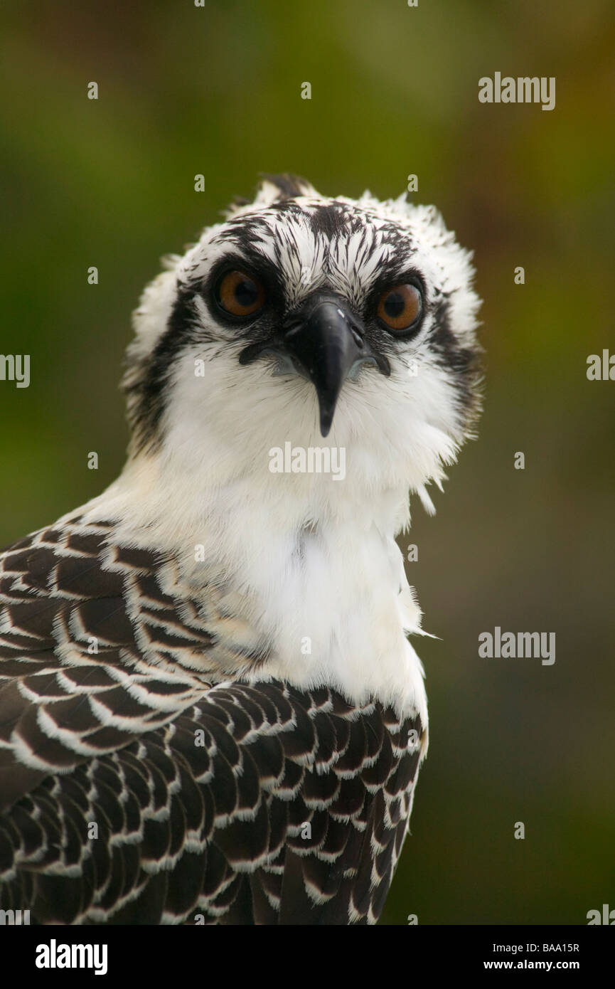 A young fish hawk close-up Stock Photo - Alamy