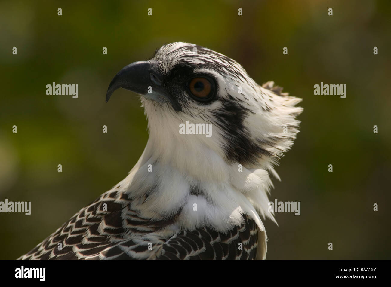 A young fish hawk close-up Stock Photo - Alamy