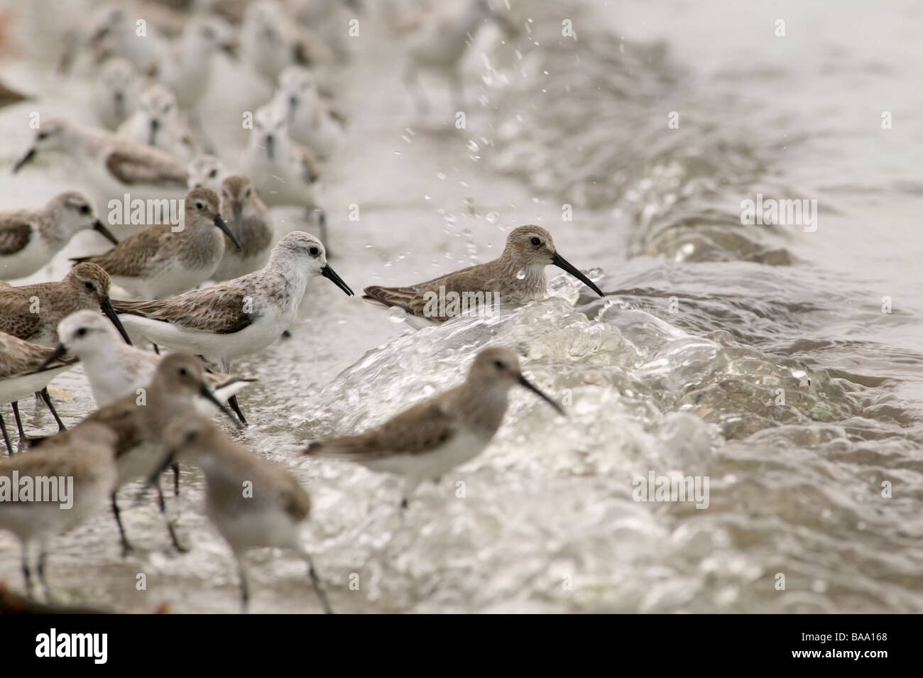 Dunlins by the water USA Stock Photo - Alamy