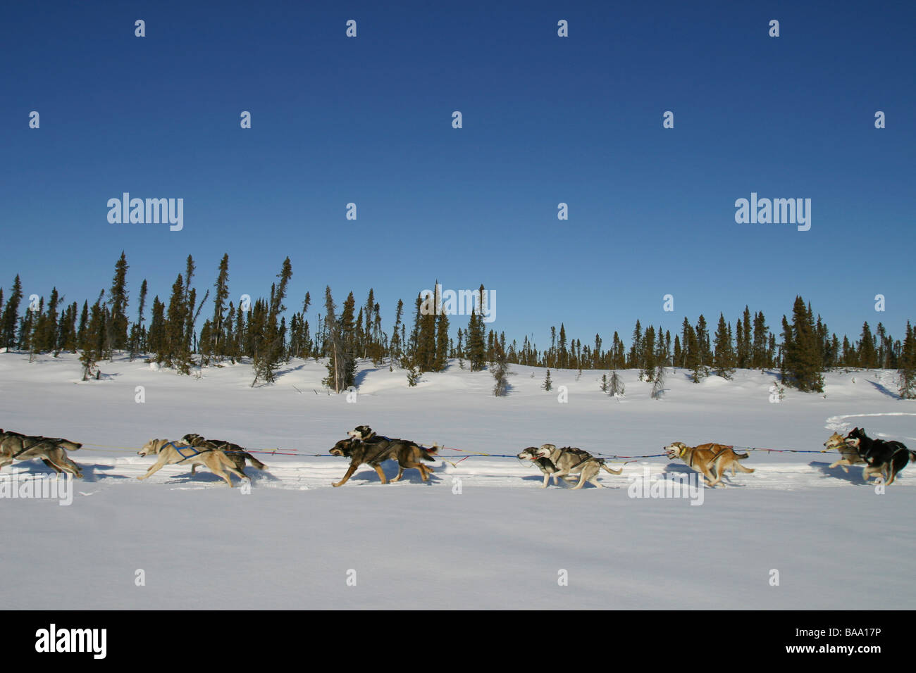 A team of sleg dogs pull a dog sled near Old Crow, Yukon Territory ...