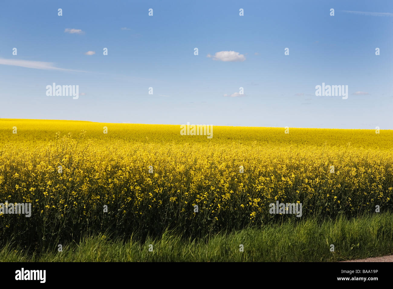 Field of colza, Sweden Stock Photo - Alamy