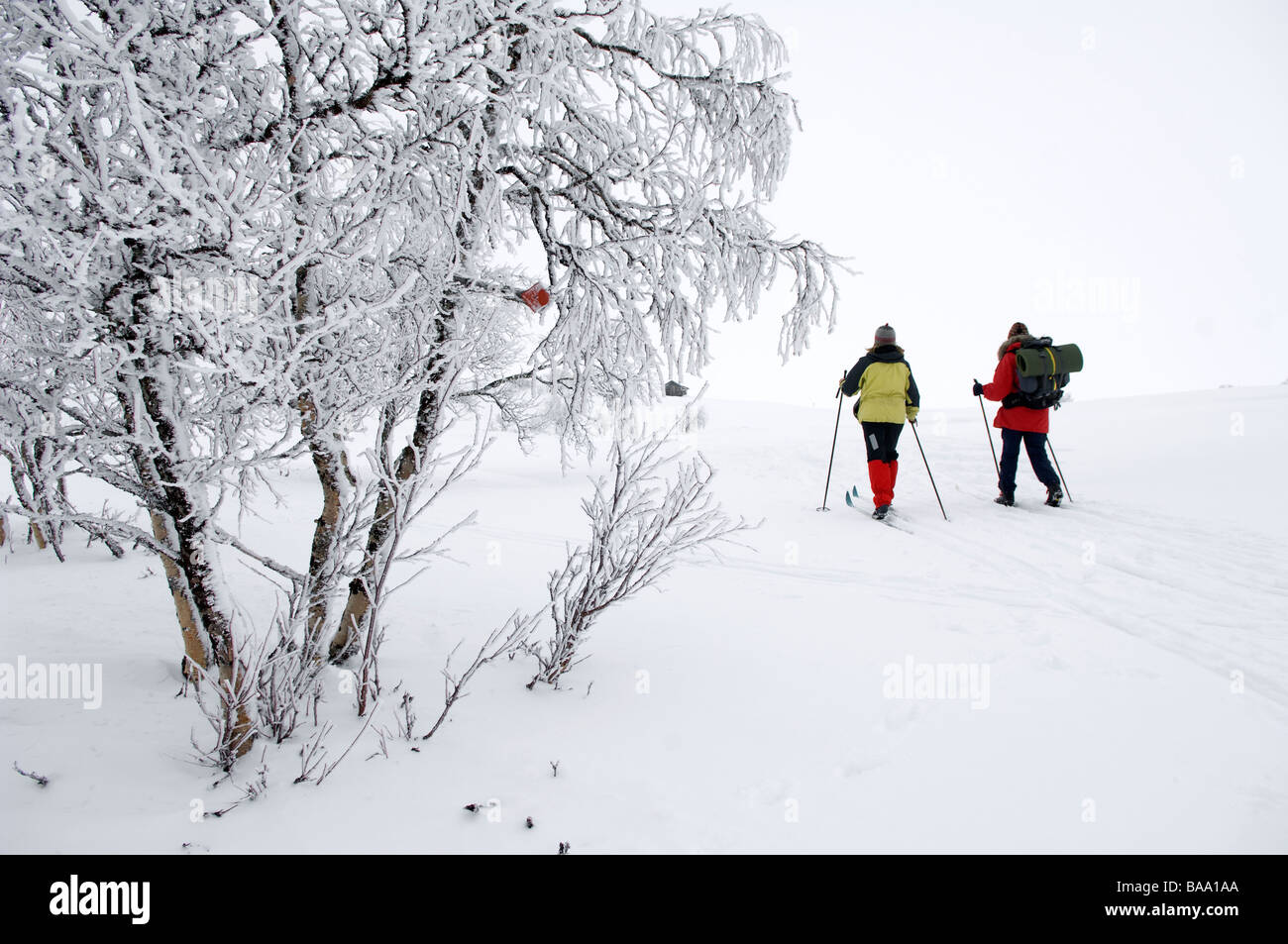 Long-distance skiing in snow covered landscape Sweden Stock Photo - Alamy