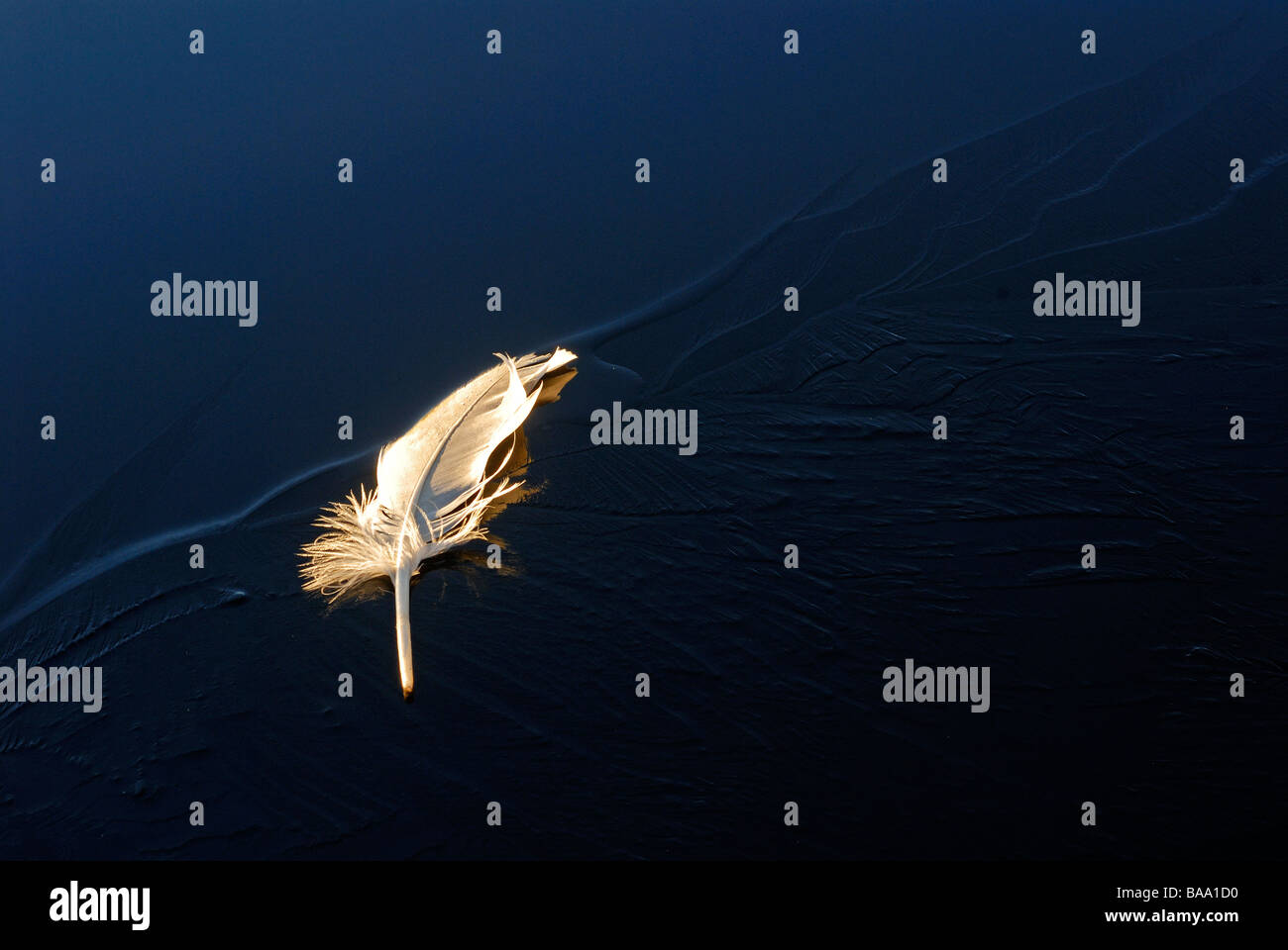 A feather on a frozen lake Sweden Stock Photo - Alamy