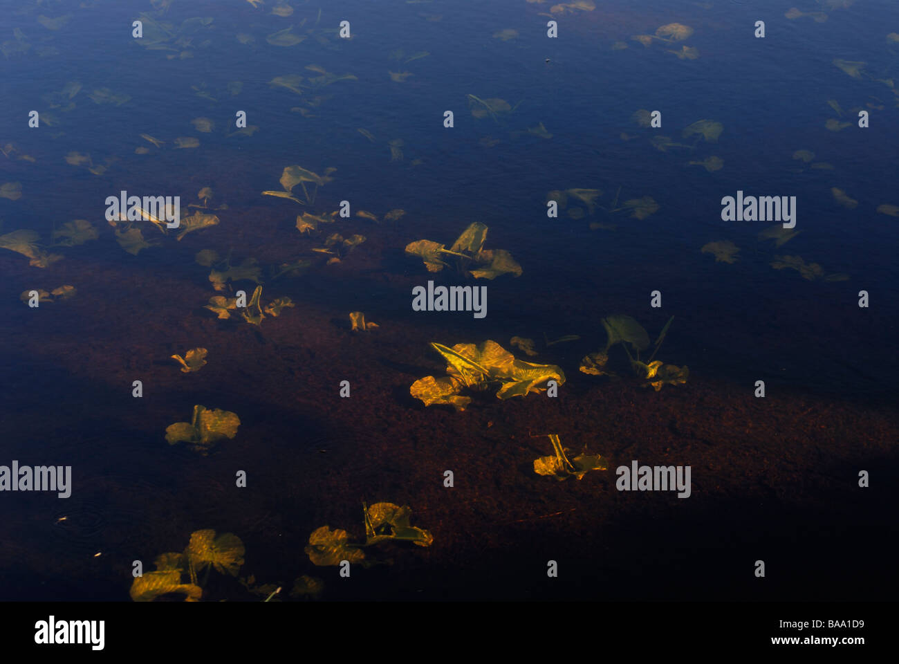 Yellow leaves on the bottom of a sea Sweden Stock Photo - Alamy