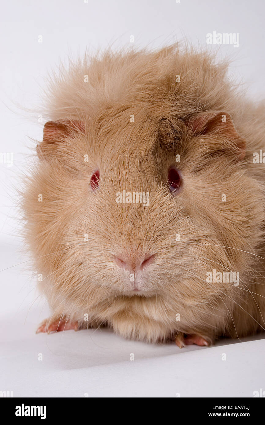 portrait beige adult abysinnian cross guinea pig around six months old ...
