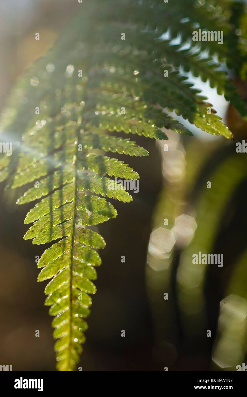Fern plant, Sweden Stock Photo - Alamy