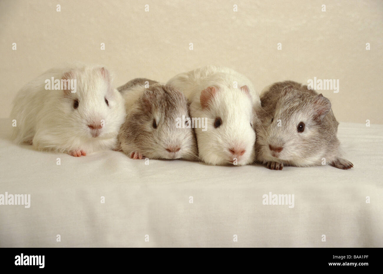 row of four 2 week old baby guinea pigs Stock Photo - Alamy