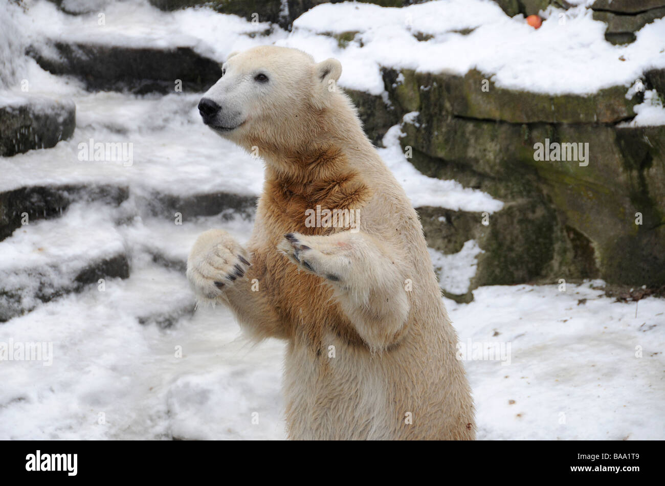 Polar bear Knut in Berlin Zoo Stock Photo - Alamy