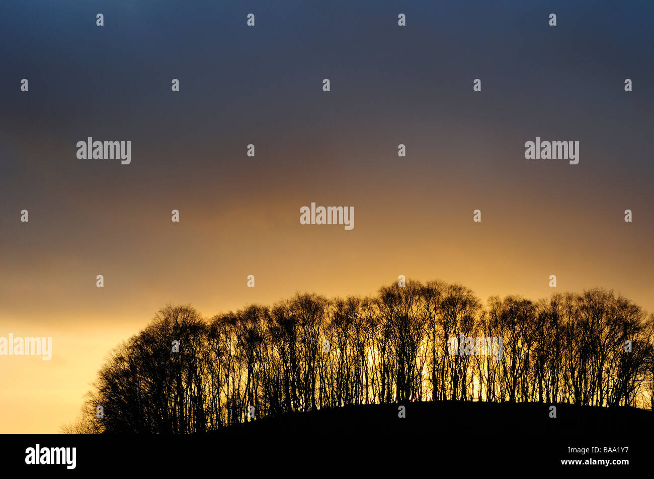 Silhouette birch hi-res stock photography and images - Alamy