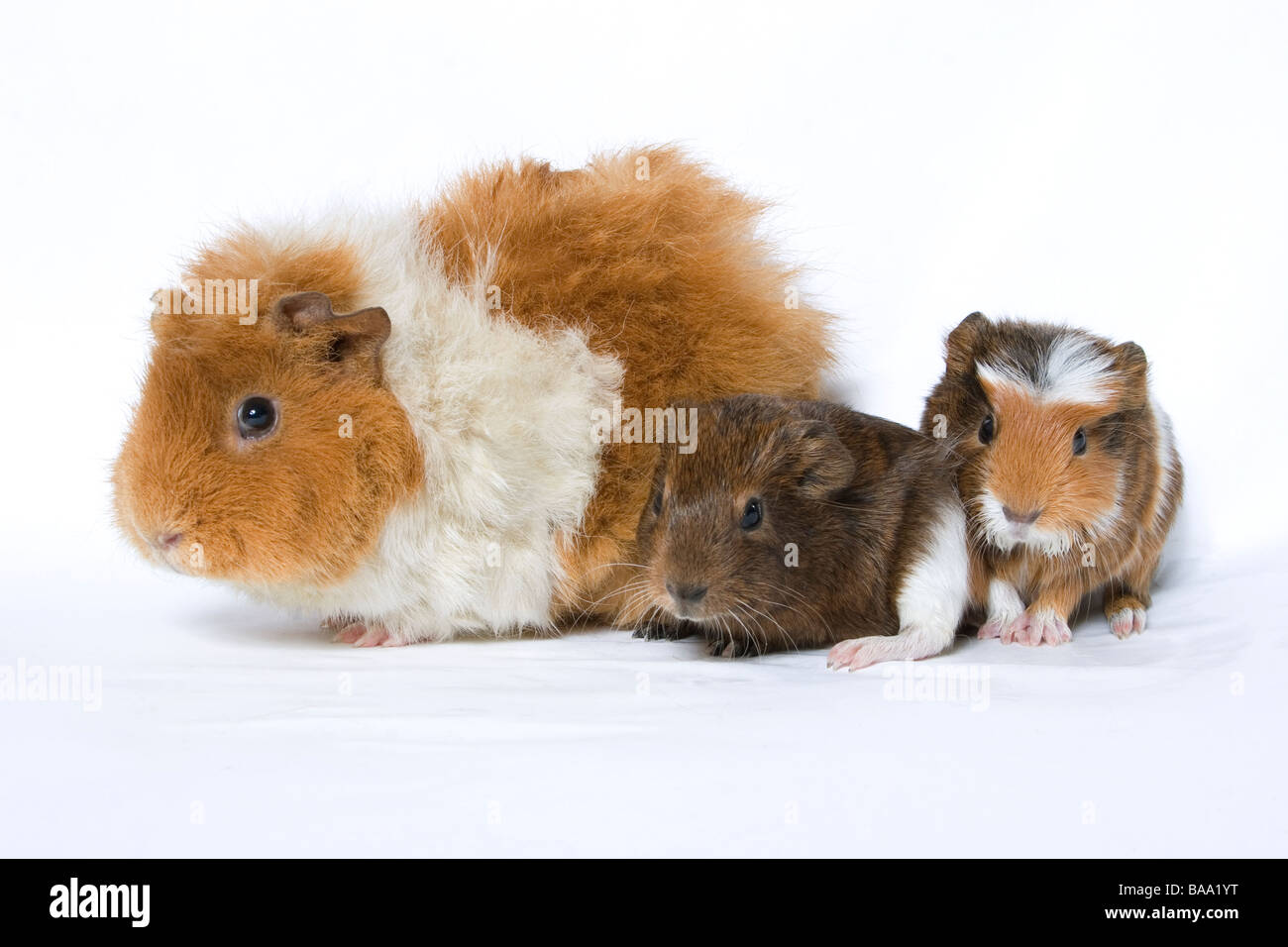 Patagonian Cavy Babies Tri Colored