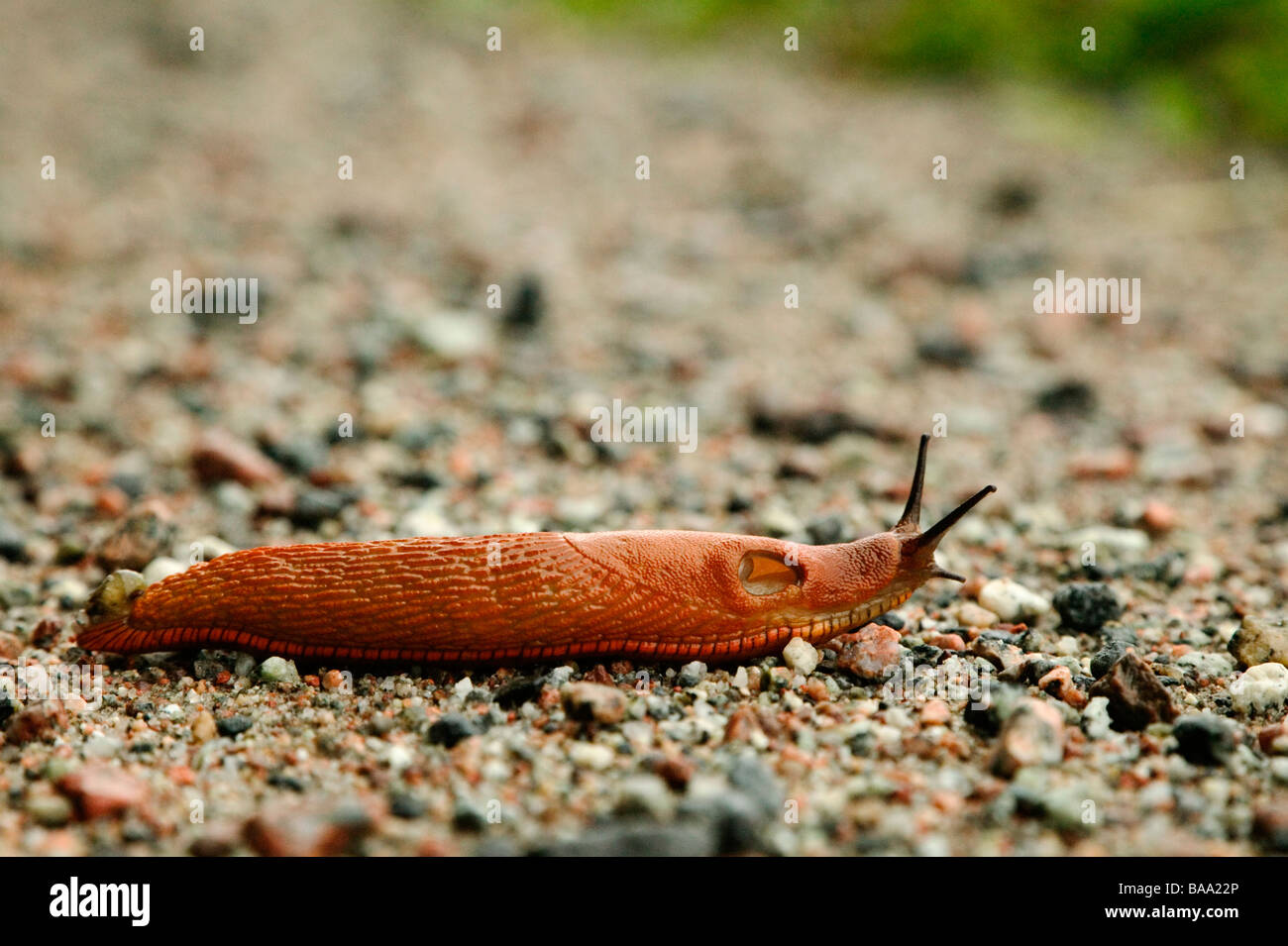 A snail on the road close-up Stock Photo - Alamy