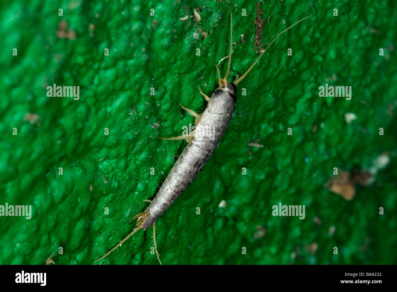 Silverfish close up hi-res stock photography and images - Alamy