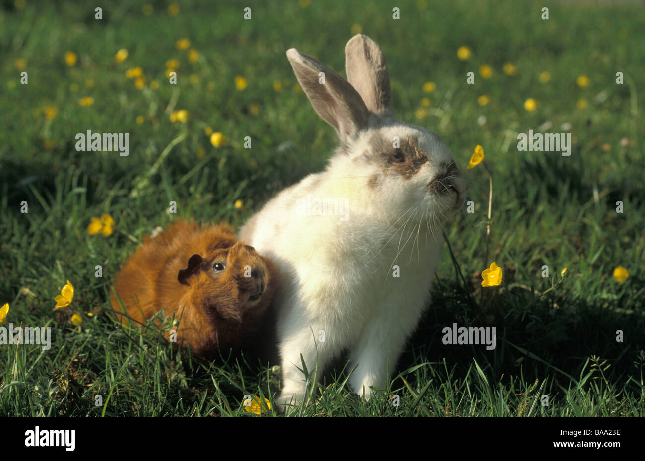 white rabbit and ginger abyssinian guinea pig sitting in buttercup ...