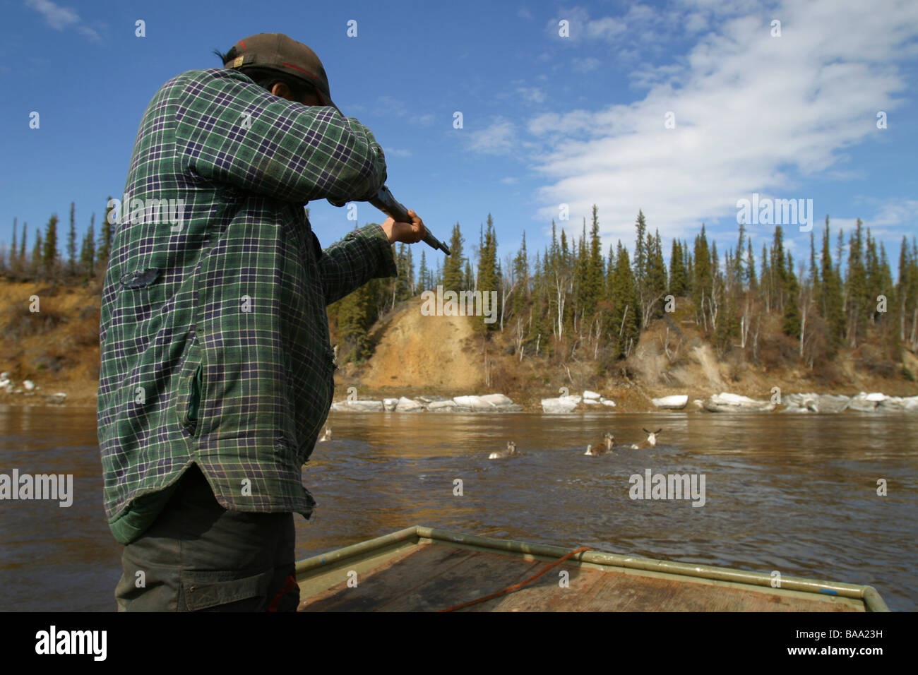 A First Nations hunter shoots a Porcupine caribou on the Porcupine ...