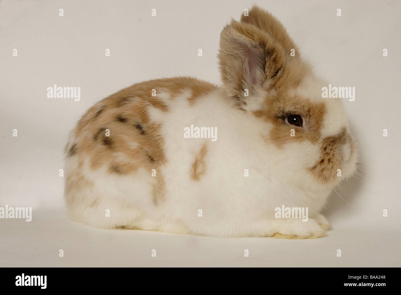 Stocky rabbit hi-res stock photography and images - Alamy