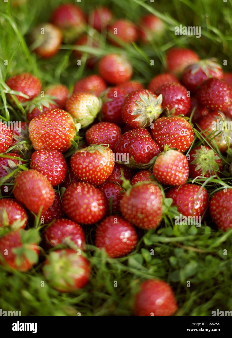 Swedish strawberries hi-res stock photography and images - Alamy