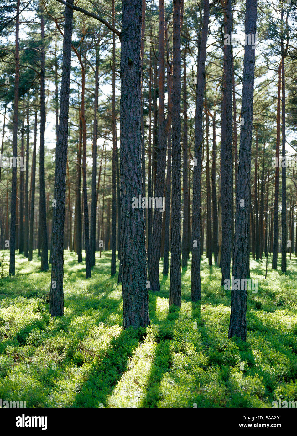 A pine forest, Sweden Stock Photo - Alamy