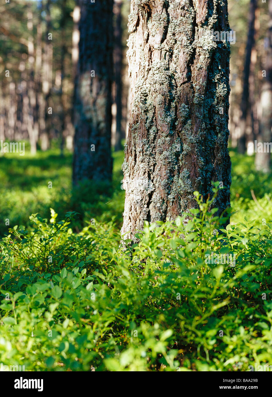 Pinewood forests hi-res stock photography and images - Alamy
