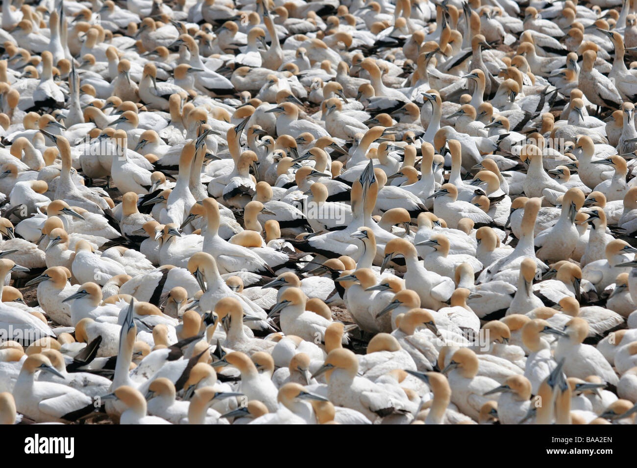 A Cape Gannet (Morus capensis, originally Sula capensis) colony at ...