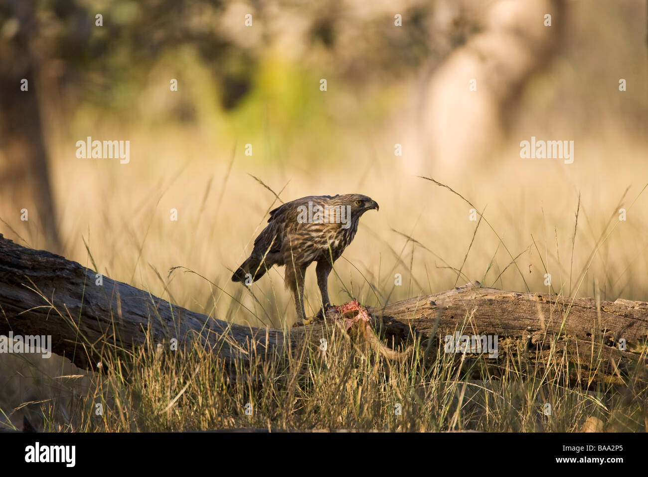 Changeable Hawk-eagle Nisaetus cirrhatus eating rodent prey Bandhavgarh ...
