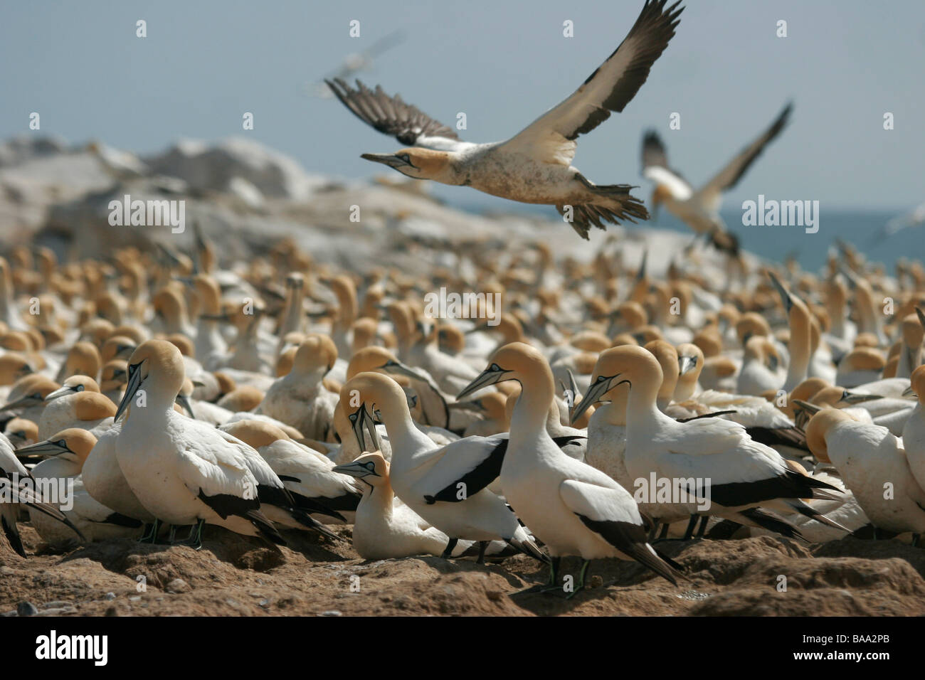 A Cape Gannet (Morus capensis, originally Sula capensis) colony at ...