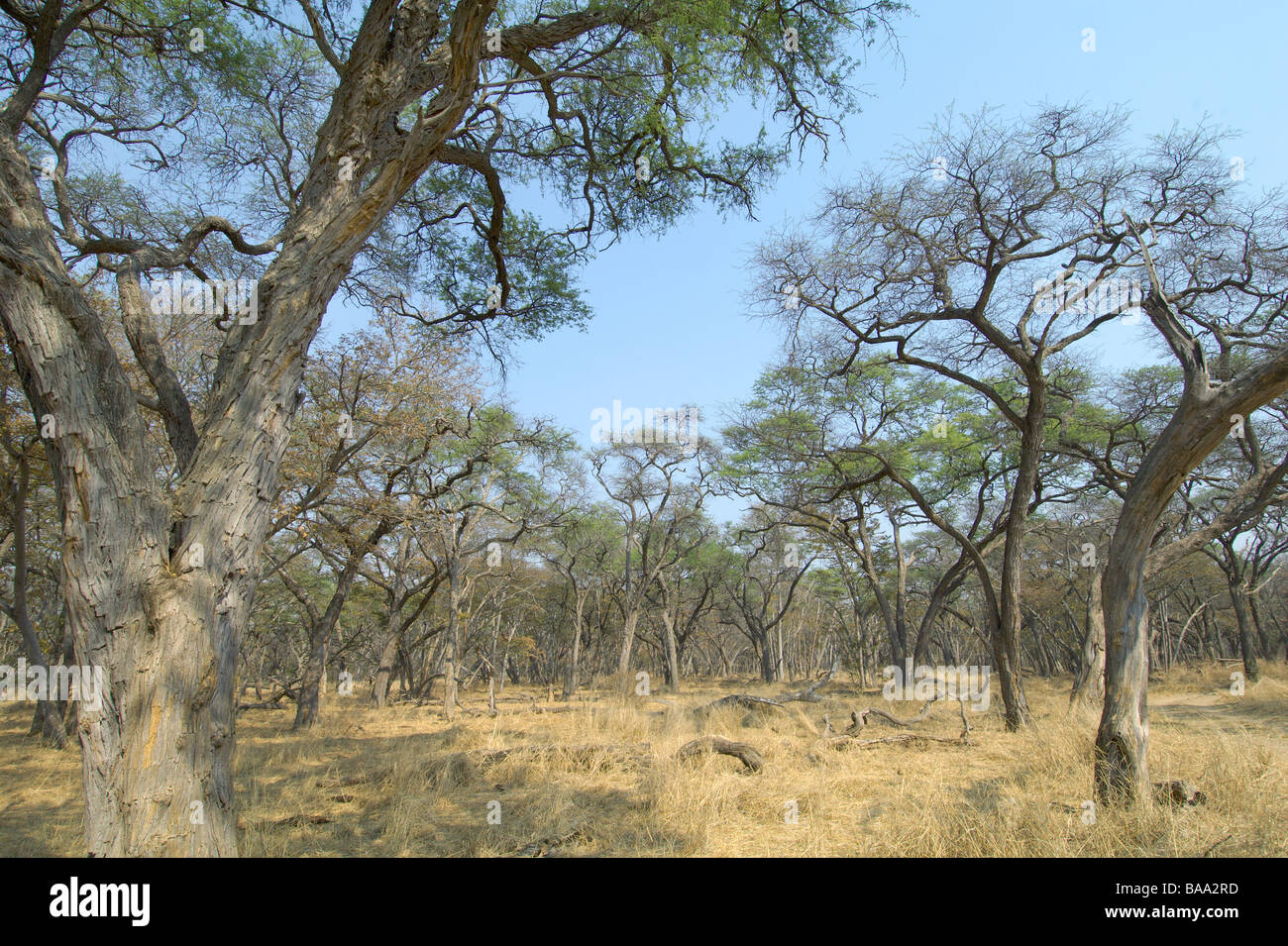 Hwange National Park Zimbabwe biggest National Park in country semi ...