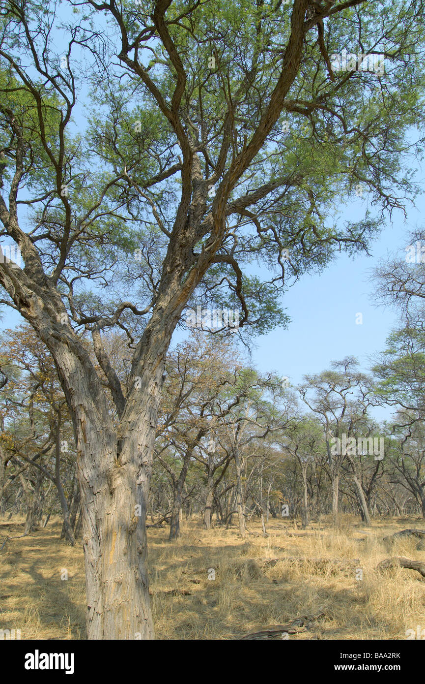 Hwange National Park Zimbabwe biggest National Park in country semi ...