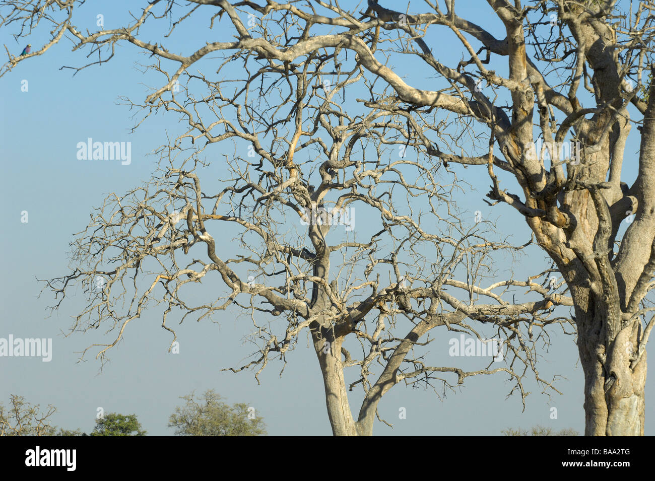 Hwange National Park Zimbabwe biggest National Park in country semi ...