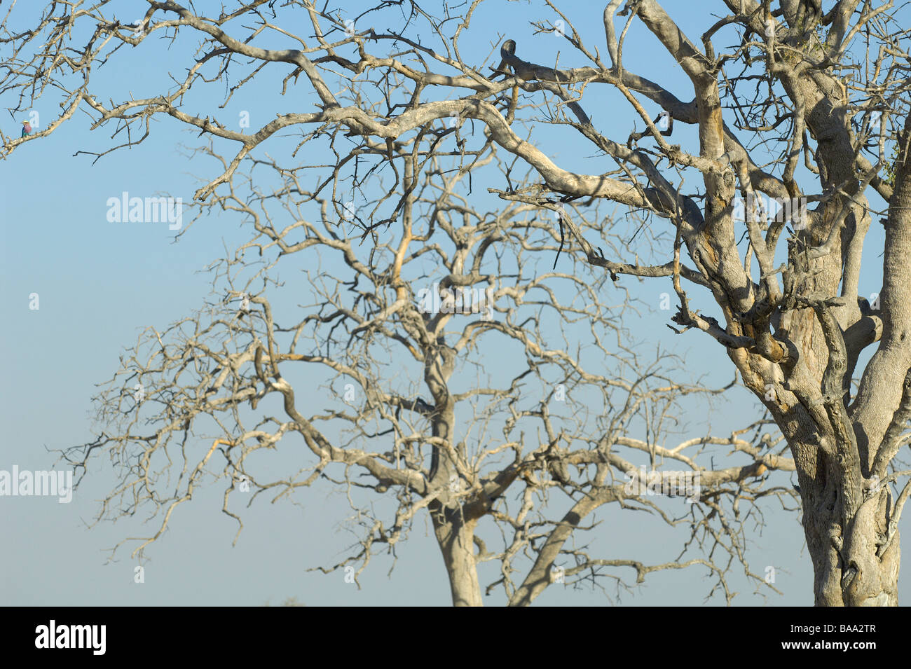 Hwange National Park Zimbabwe biggest National Park in country semi ...