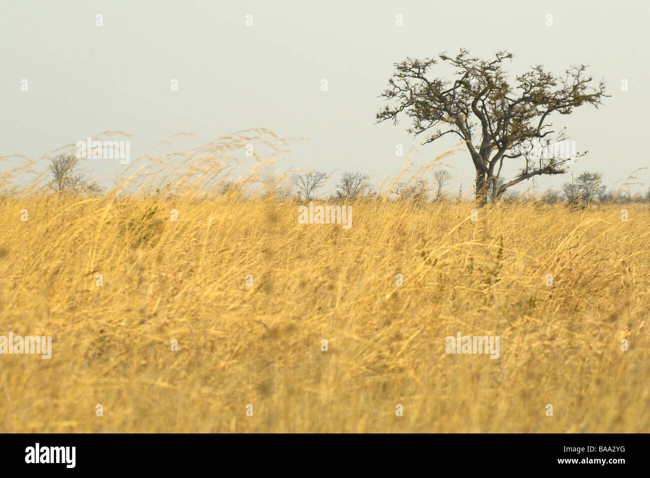 Hwange National Park Zimbabwe biggest National Park in country semi ...