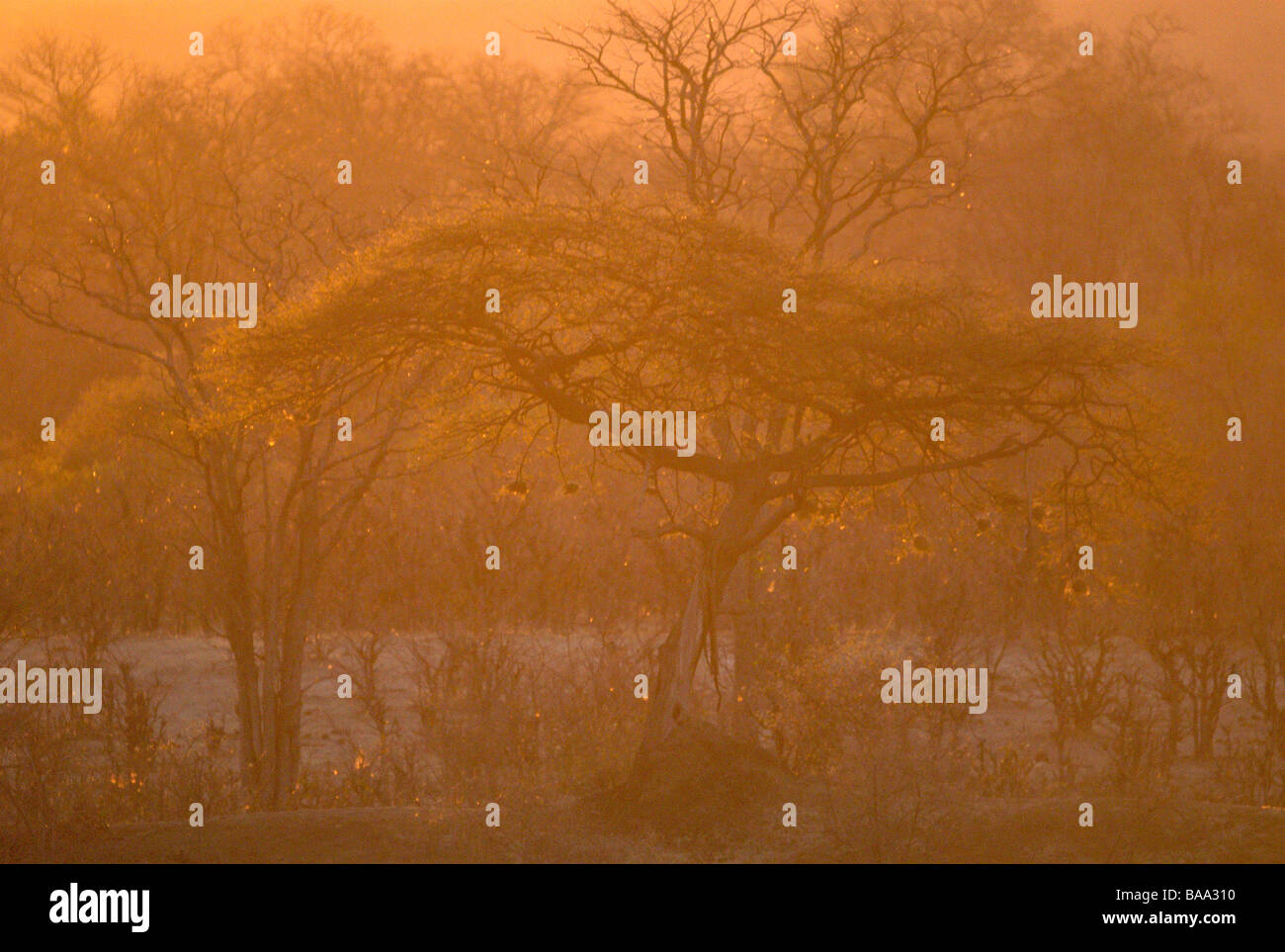 Hwange National Park Zimbabwe biggest National Park in country semi ...