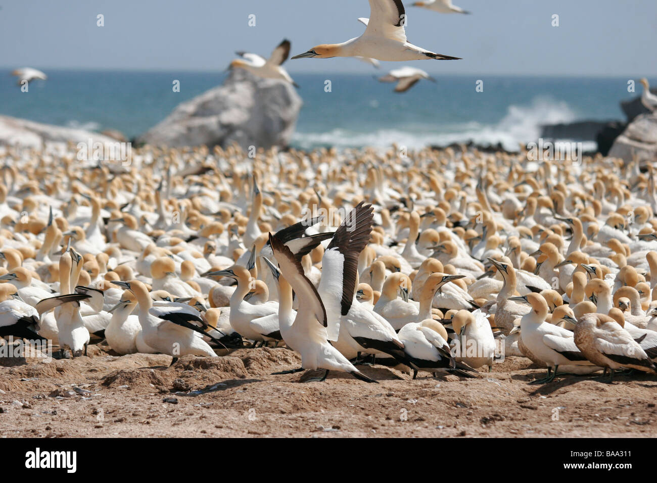 A Cape Gannet (Morus capensis, originally Sula capensis) colony at ...