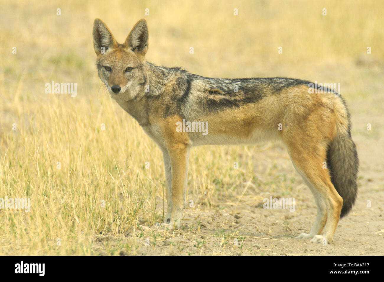 Black Backed Jackal Canis mesomelas Hwange National Park Zimbabwe Stock Photo - Alamy