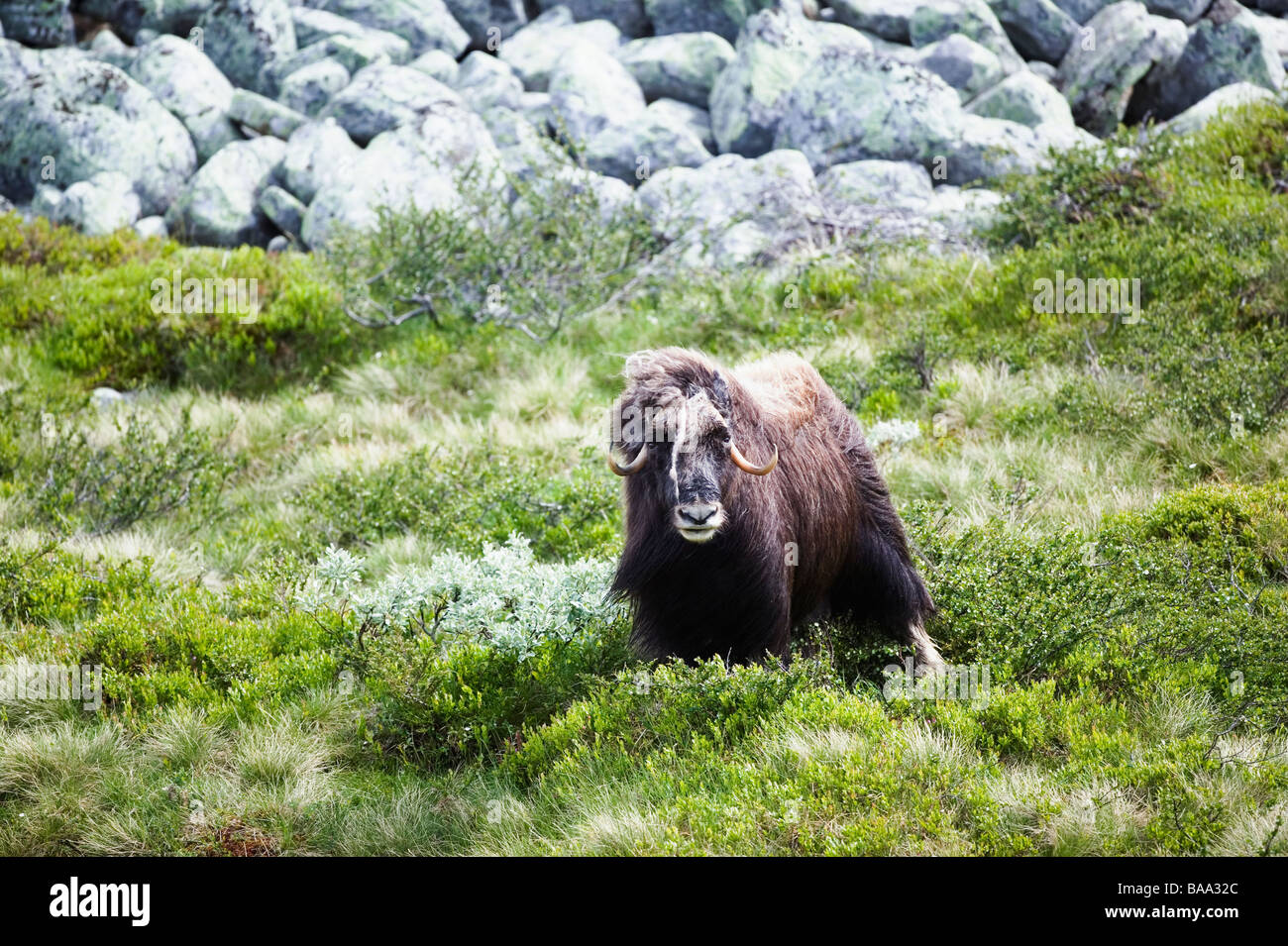 A musk ox Sweden Stock Photo - Alamy
