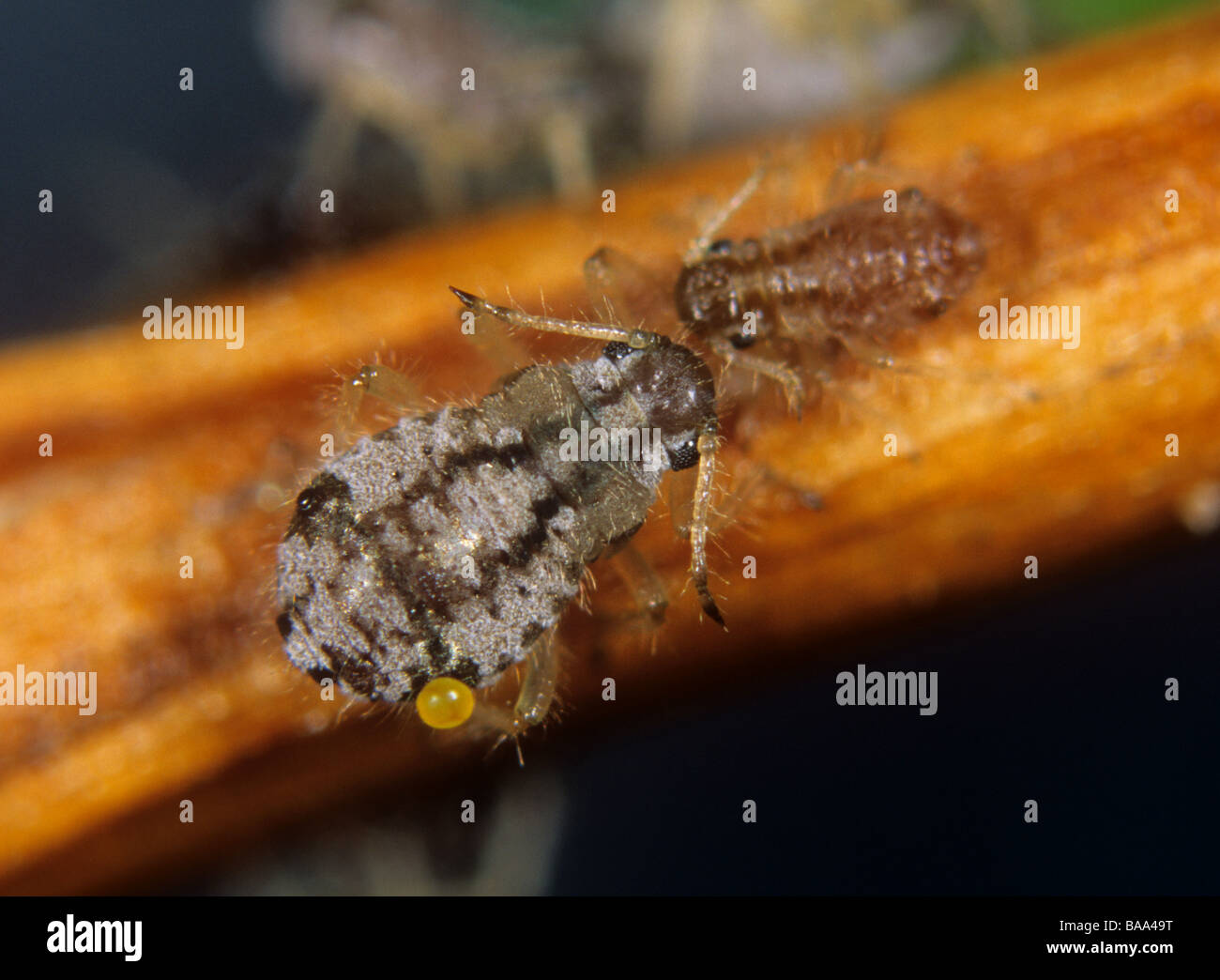 Cypress aphid Cinara cupressi on cypress shrub Stock Photo - Alamy