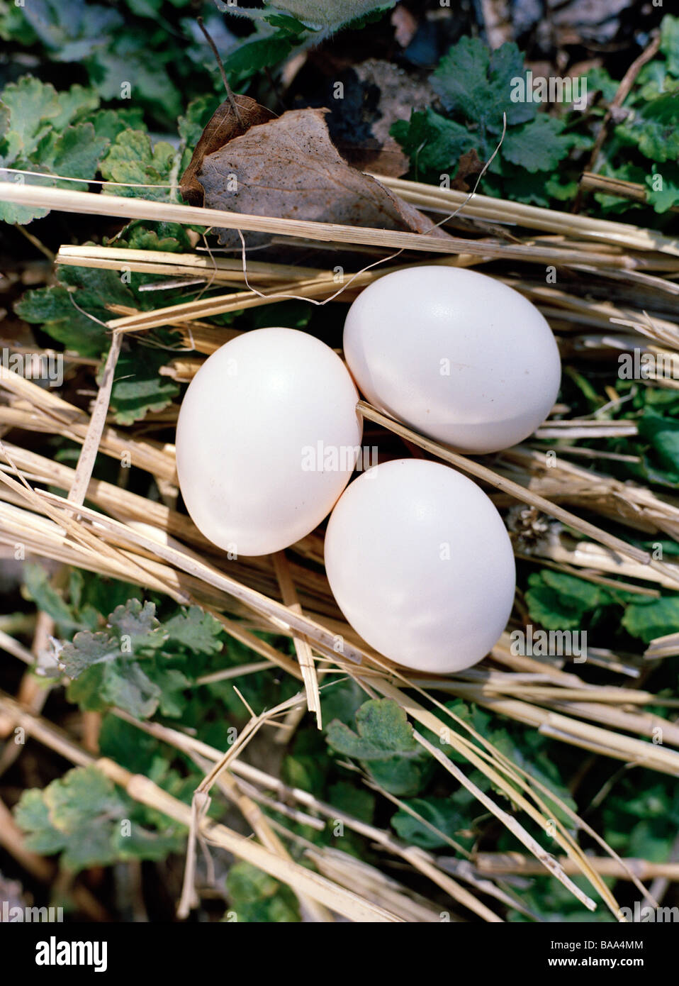 Frailest hi-res stock photography and images - Alamy