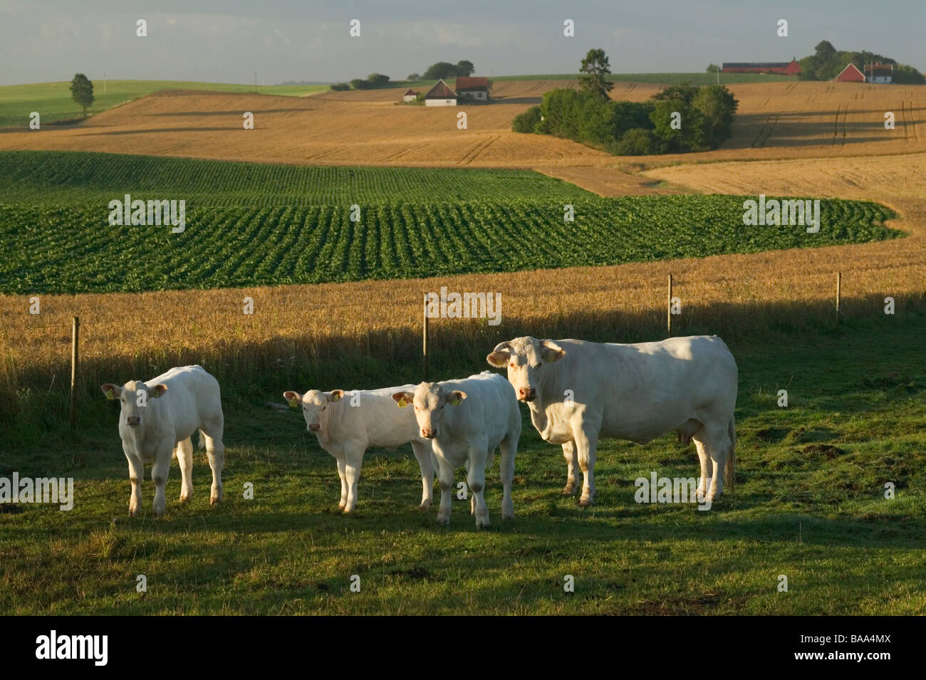 Cows on the Swedish countryside Killerod Skane Sweden Stock Photo - Alamy
